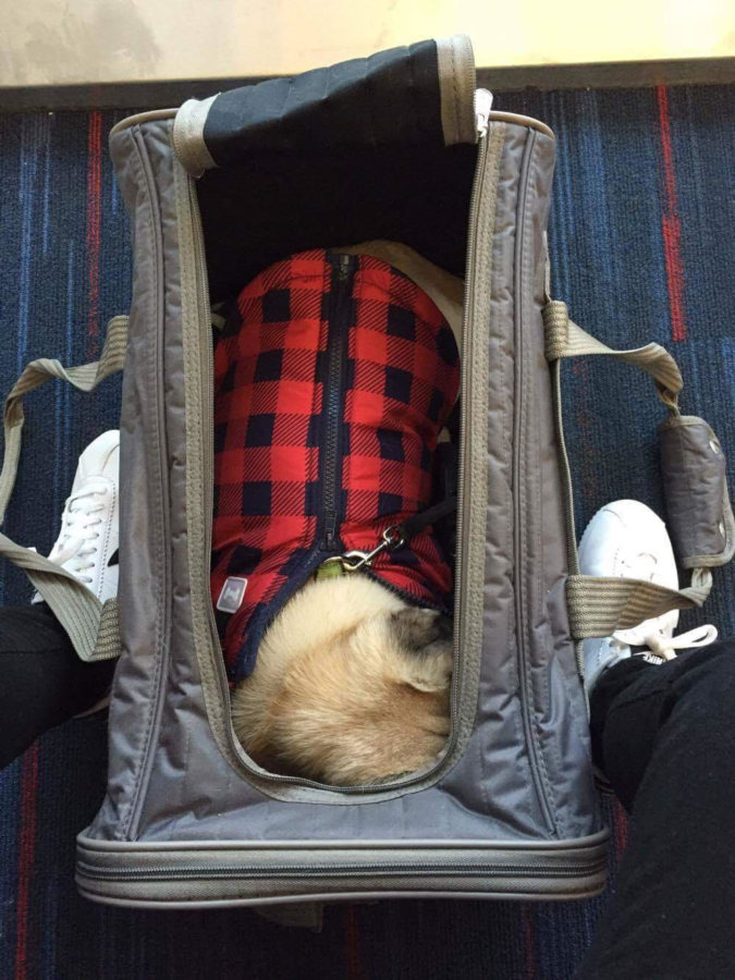 Buzz Lee Takes Flight: Travel Tips for Flying with Pugs – Pug Squad