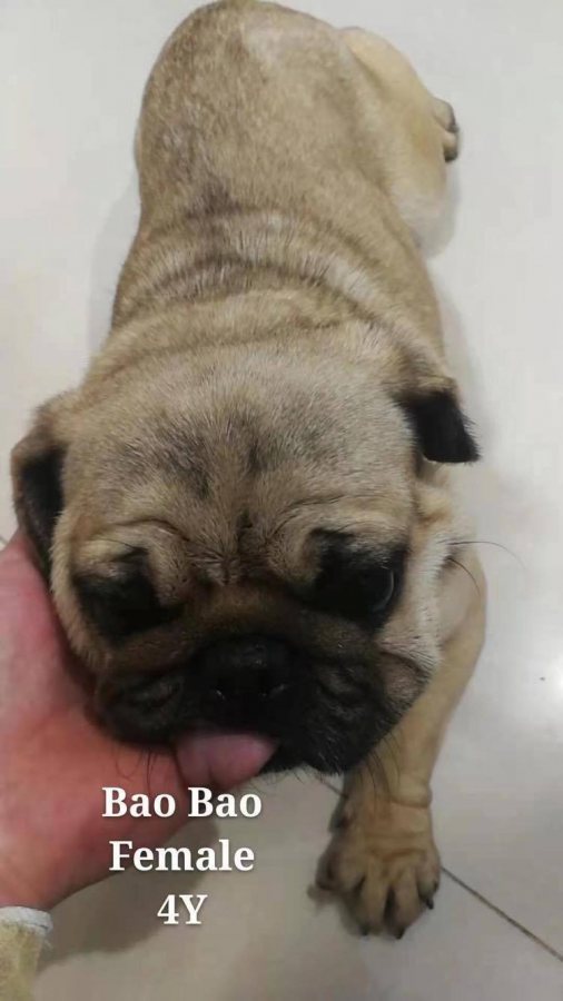 Help the China Pugs – Pug Squad